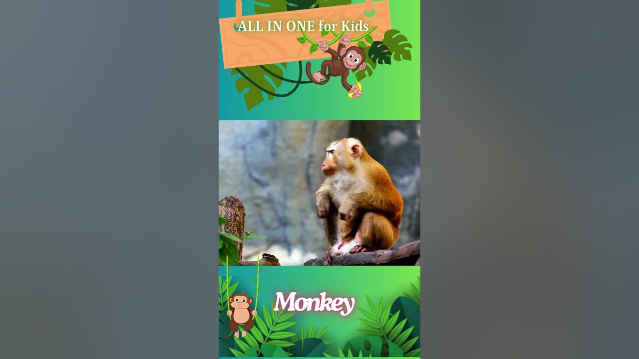Monkey Sound for Kids || Learning Sounds || All In One For Kids - YouTube