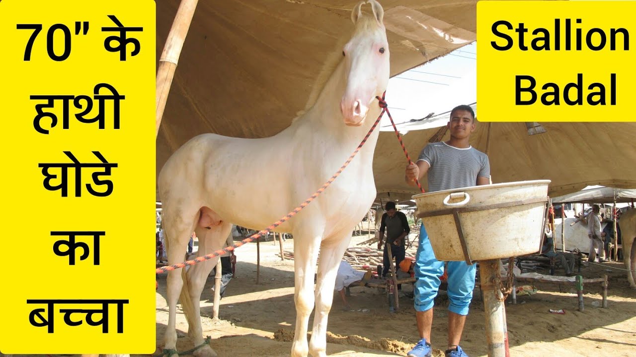 Stallion Badal- 70 इंच के हाथी घोड़े का बच्चा Beri fair haryana 2019 ...