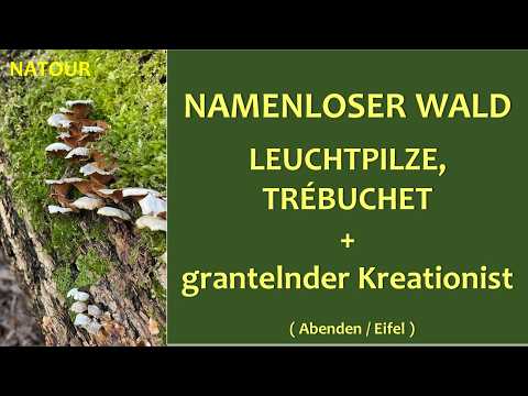glühende Pilze und Merwürdiges im namenlosen Wald...