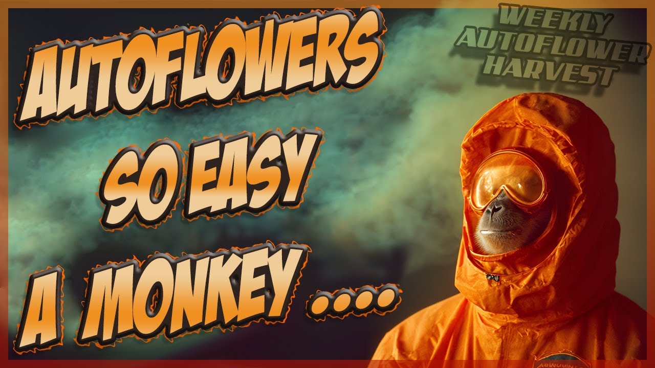 Auto Flower Weekly Harvest | A Start to Finish AutoFlower Guide ...