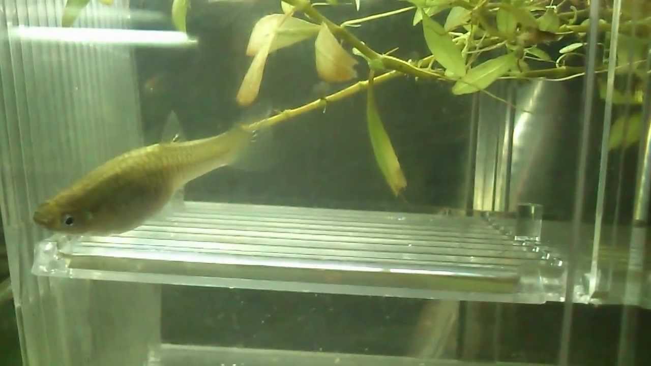 Endler livebearer giving birth - YouTube