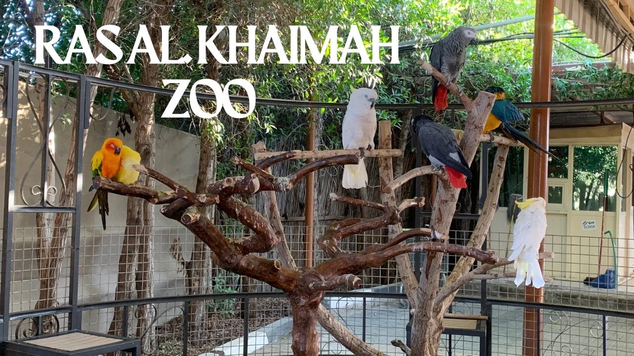 Rak Zoo | Ras Al Khaima Wild Life Zoo - YouTube