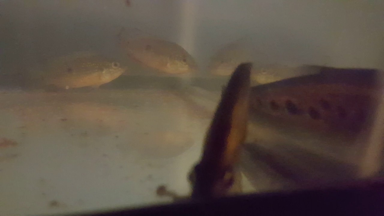 New fish guys - YouTube