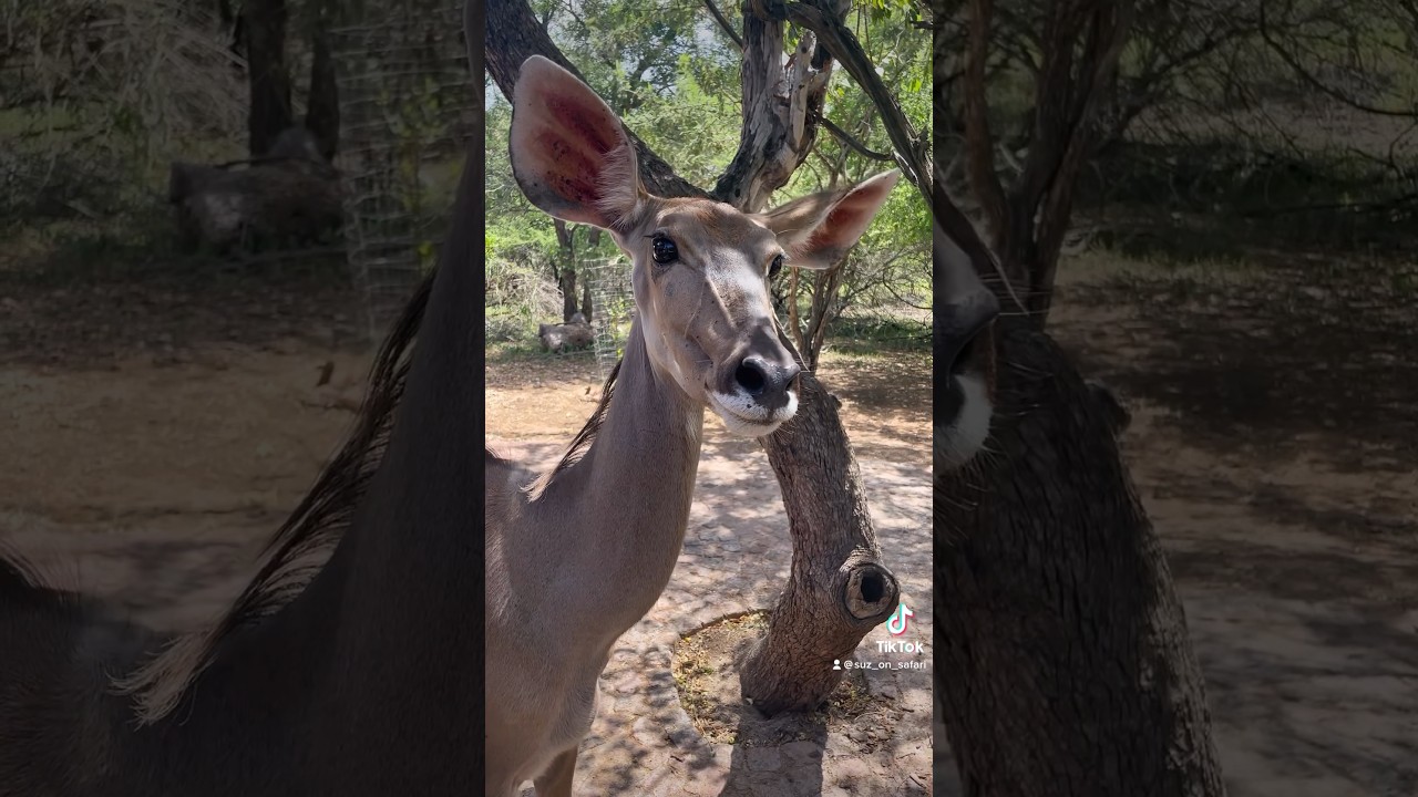 A Kudu’s massive ears always impressive me! - YouTube