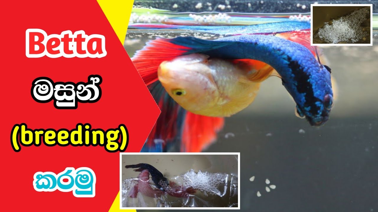 Fighter fish breeding sinhala | ෆයිටර් මසුන් breeding කරමු - YouTube