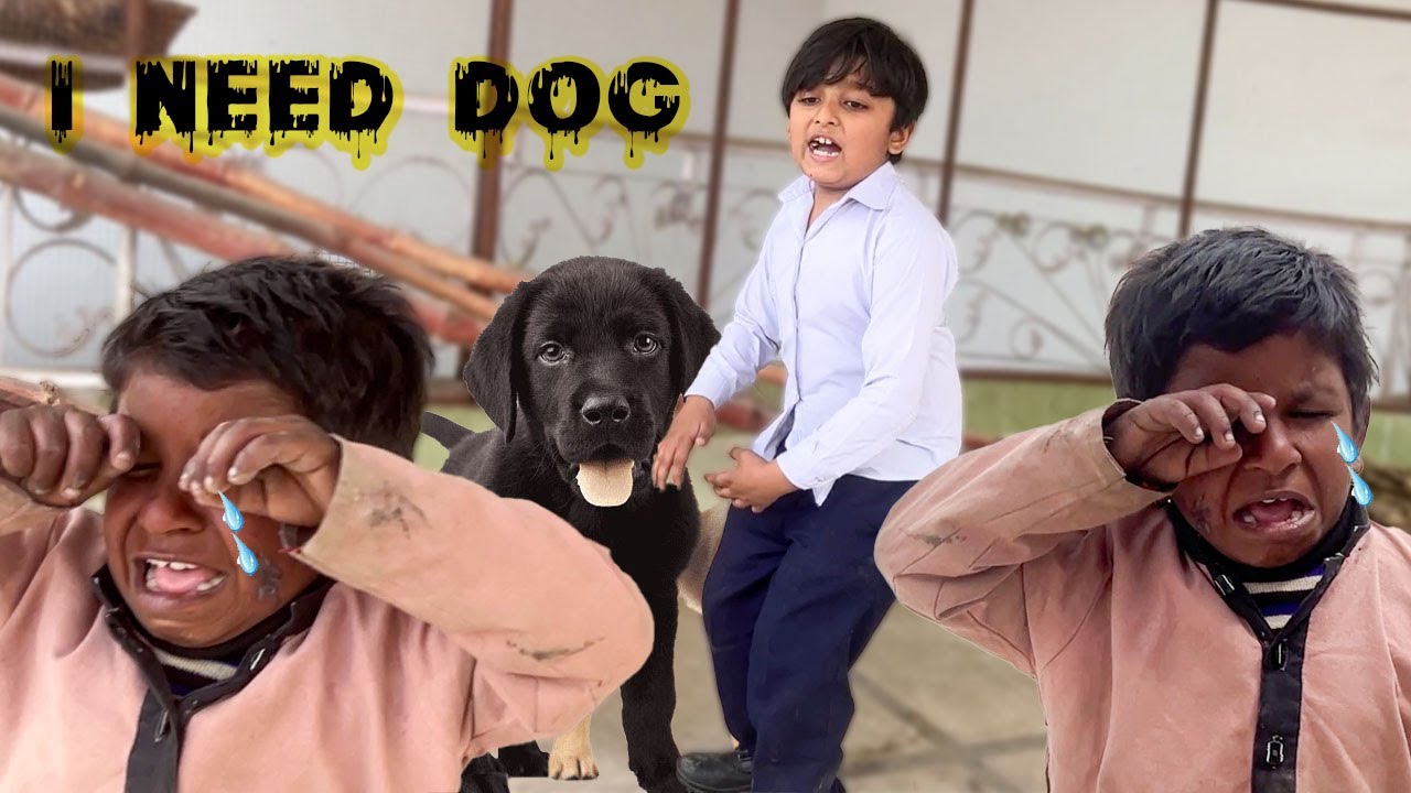 chotu don want labour dog puppies new vlog - YouTube