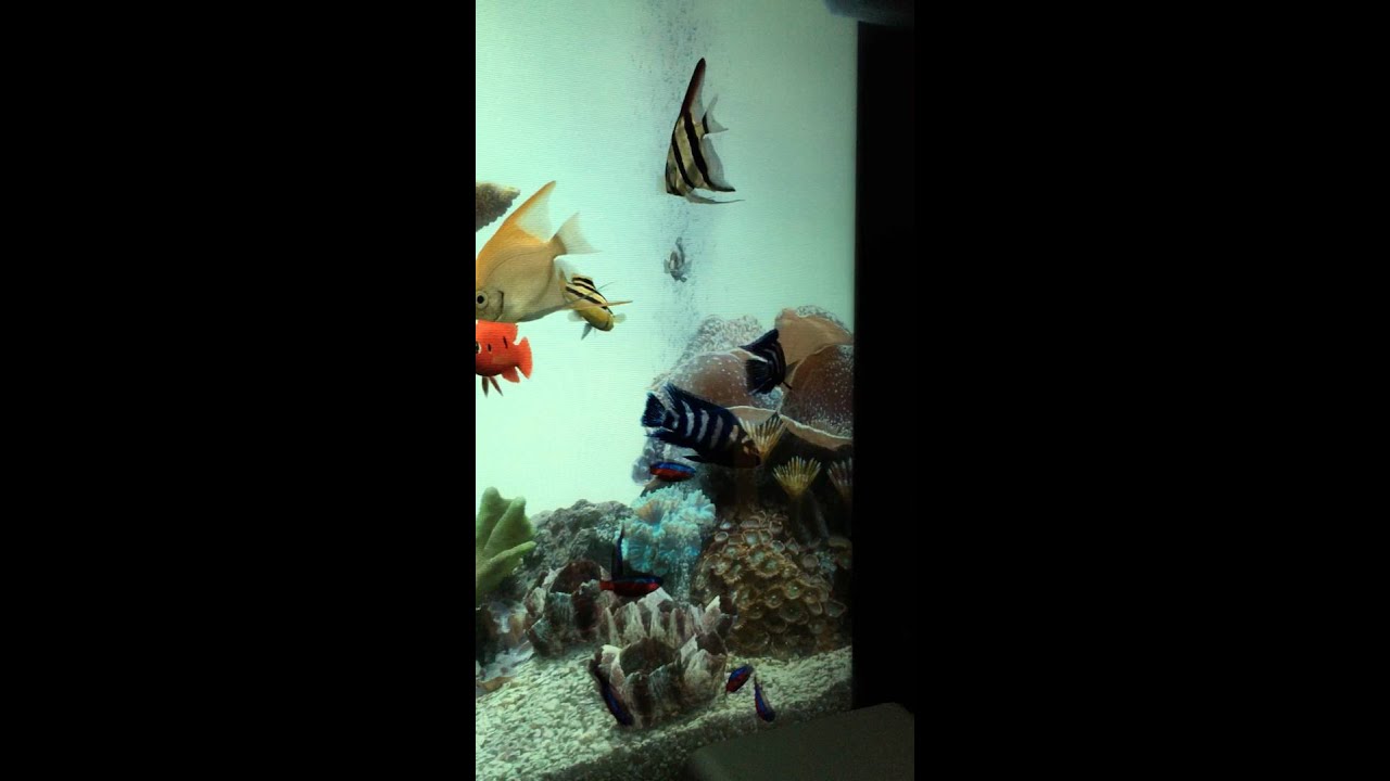 WOW 3D Fish in an Interactive Aquarium with Transparent Displays - YouTube