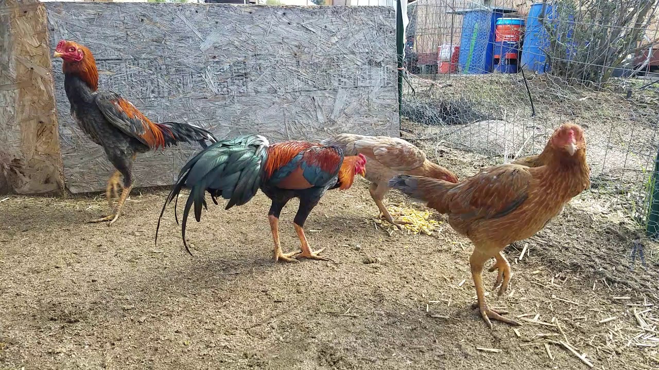 Qaib Pama Liab - YouTube