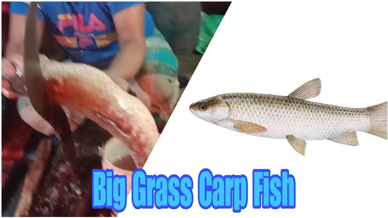 Big Grass Carp Fish Cutting By Expert Fish Cutter 2023 || Big Fish ...