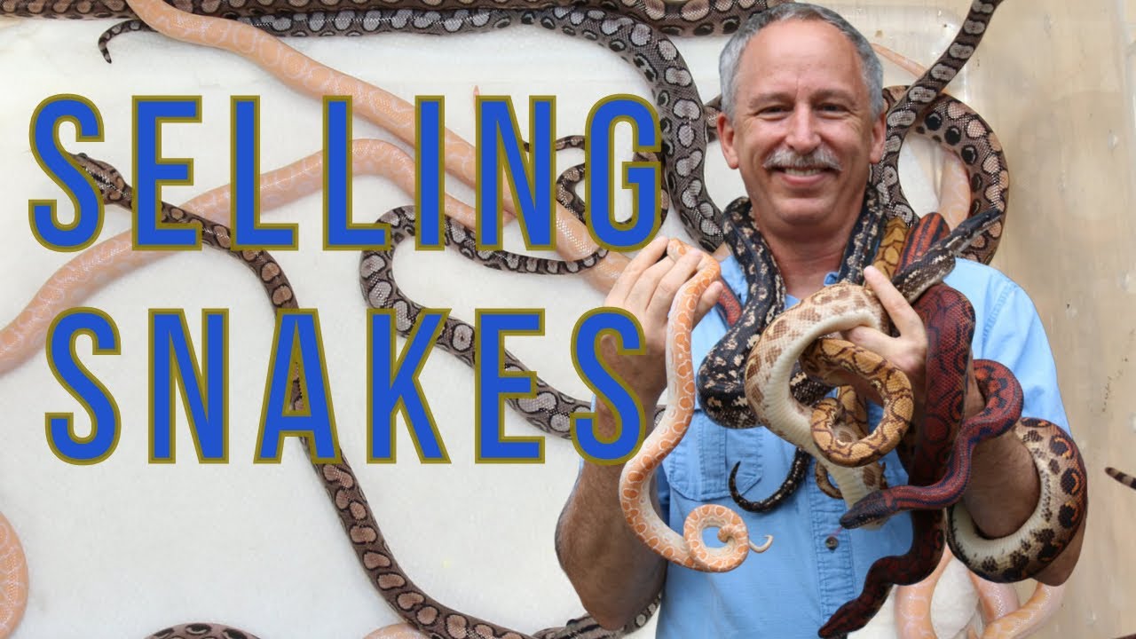 Let's Talk About Selling Snakes: Baby Rainbow Boas With Dave Colling ...