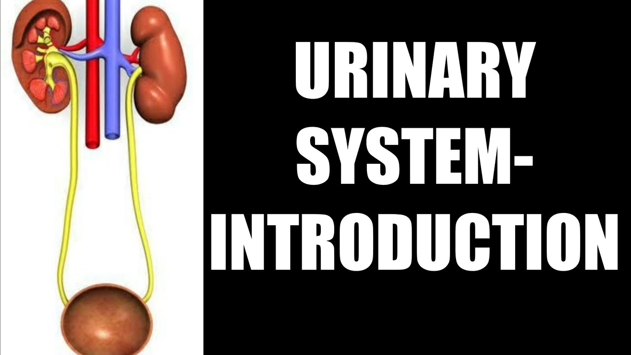 URINARY SYSTEM INTRODUCTION. - YouTube