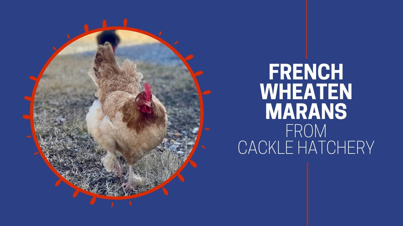Wheaten Marans Chicken French Type For Sale | Cackle Hatchery - YouTube