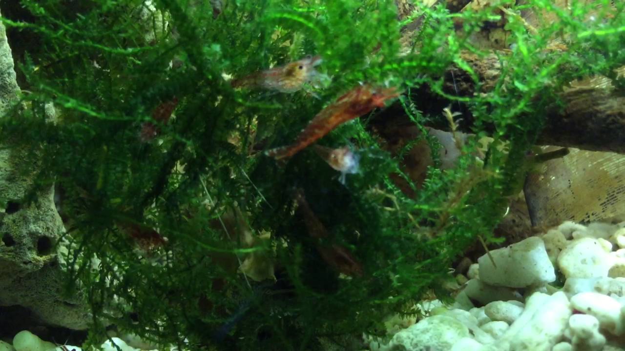 Cherry Shrimp Loves Java Moss - YouTube