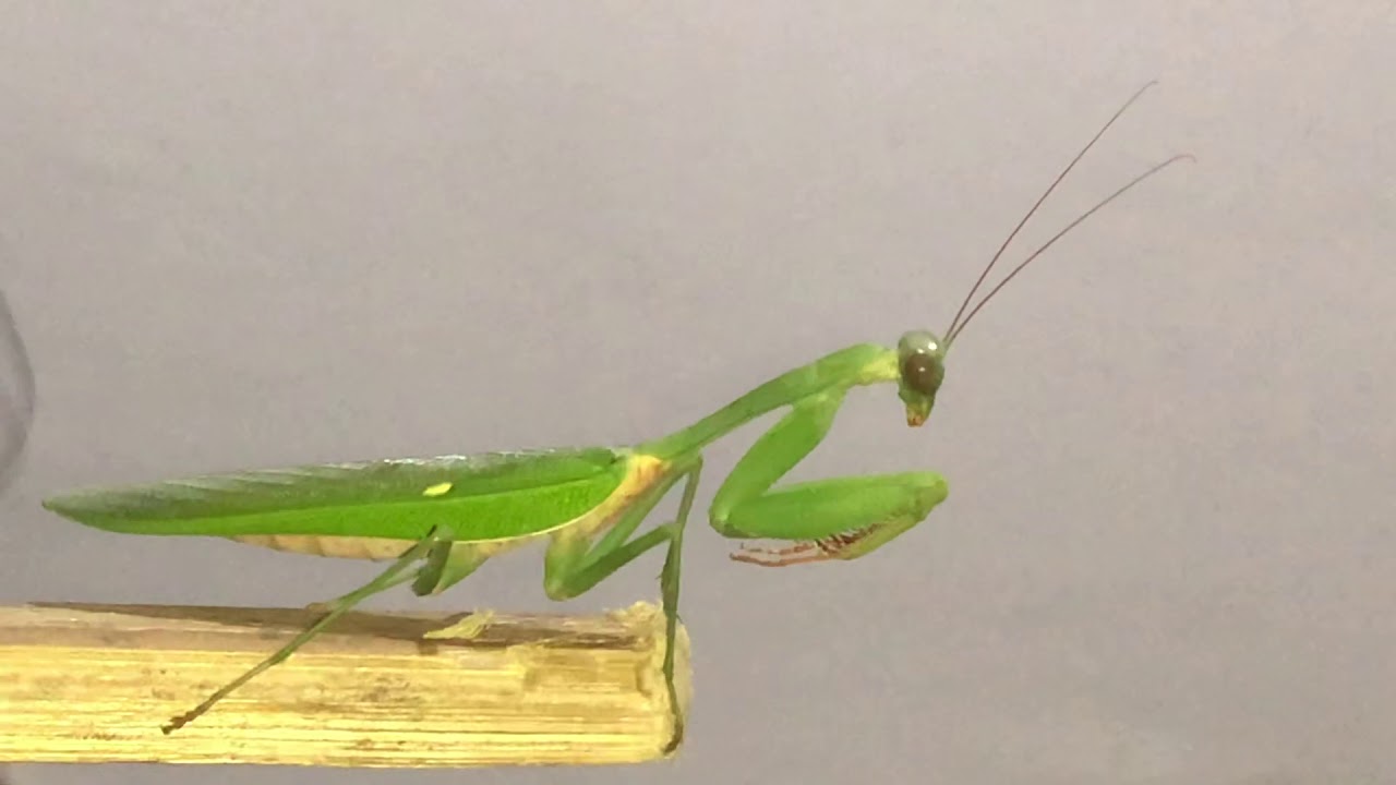 TIPAKLONG SA LOOB NG BAHAY, SWERTE NGA BA? - YouTube