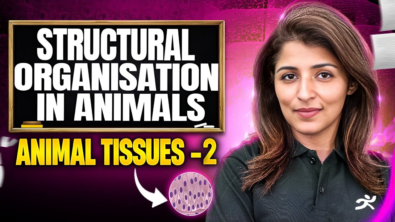 Structural Organisation in Animals: Animal Tissues - Part 2 | Class 11 ...
