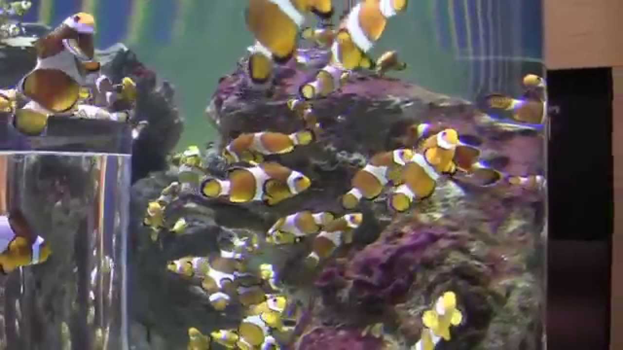 Two Oceans Aquarium: Western Clownfish - YouTube