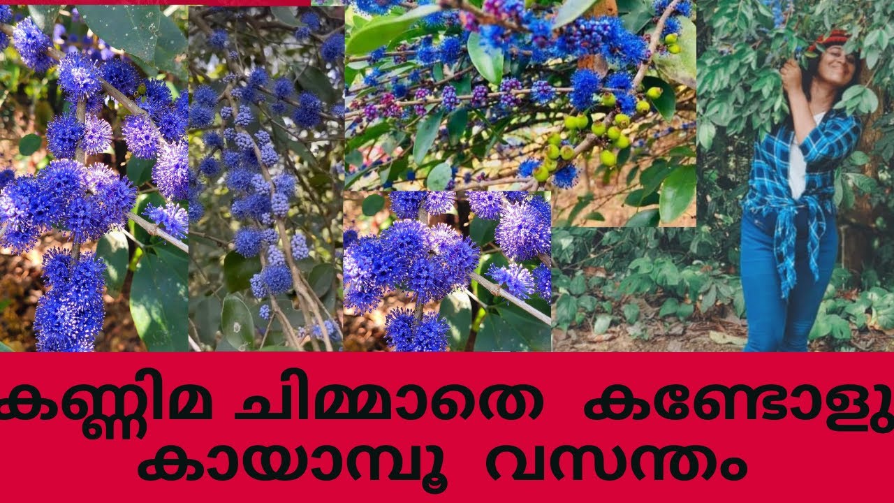 കണ്ണിമ ചിമ്മാതെ കണ്ടോളൂ .. കായാമ്പൂ വസന്തം / Kayamboo detailed video ...