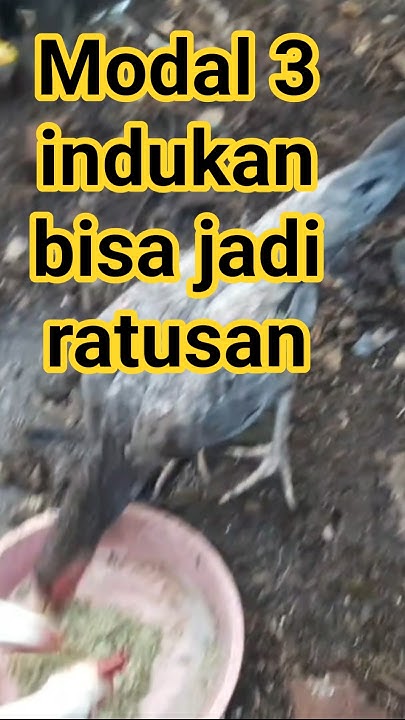 pakan racikan modal 3 indukan ayam bisa jari ratusan #ayam #pakanterbaik #pakanayam # ...