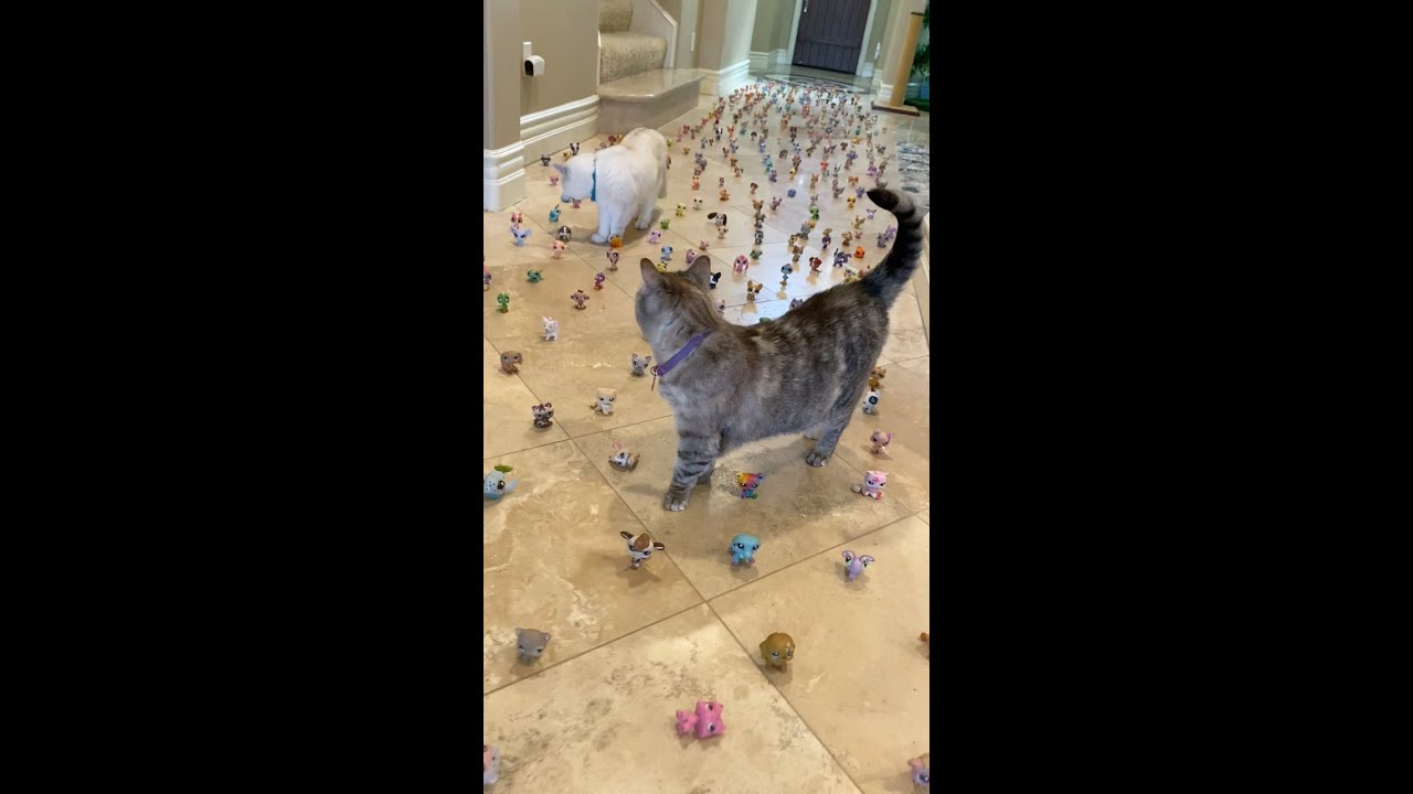 The most famous cat on Instagram - Nala The Cat VideoI Nala Cat Playing ...