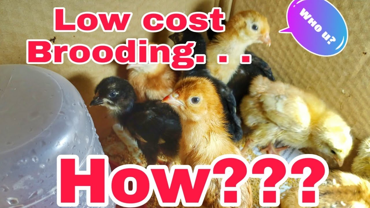 Low cost brooding for day old chicken (D.I.Y) - YouTube