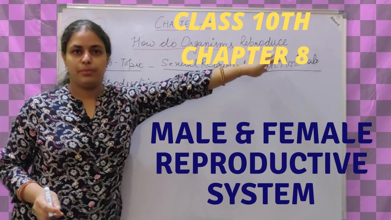 Class 10th - Science- Chapter-8 - Male & Female Reproductive Systems ...