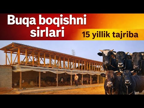 Buqa boqish sirlari.Albatta koʻring.