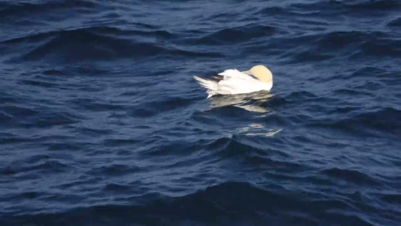 Preening gannet after eating a massive fish Rare to see a gannets so ...