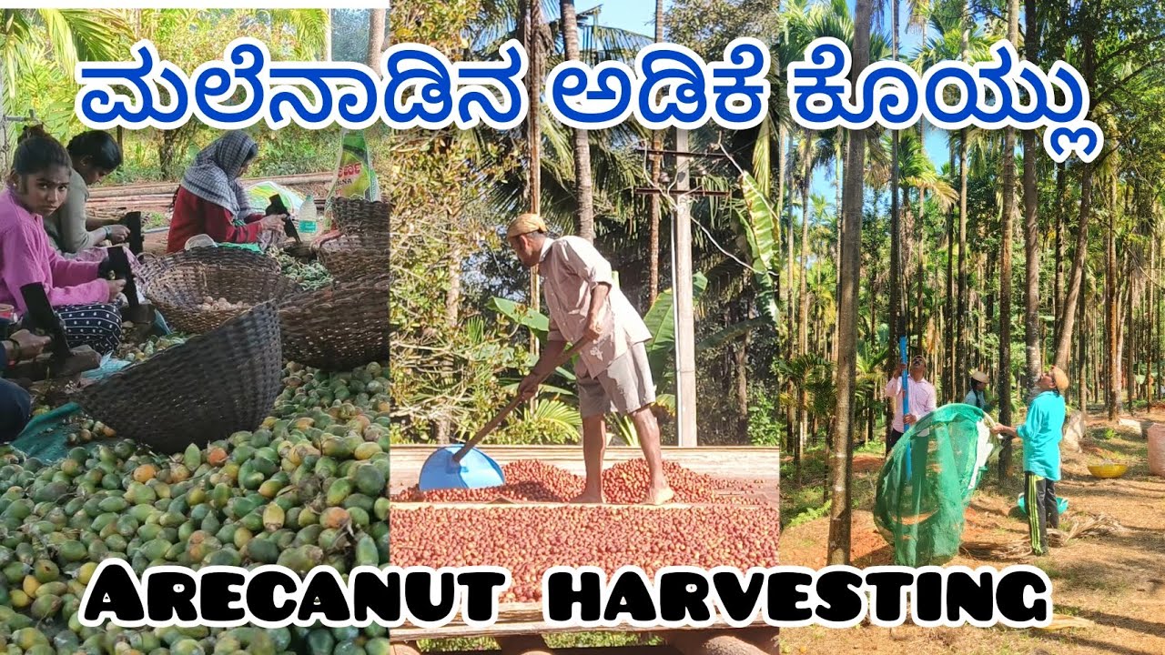 ಅಡಿಕೆ ಕೊಯ್ಲು/ ಕೈಸುಲಿತ Arecanut harvesting- Shimoga- Hosanagara - YouTube