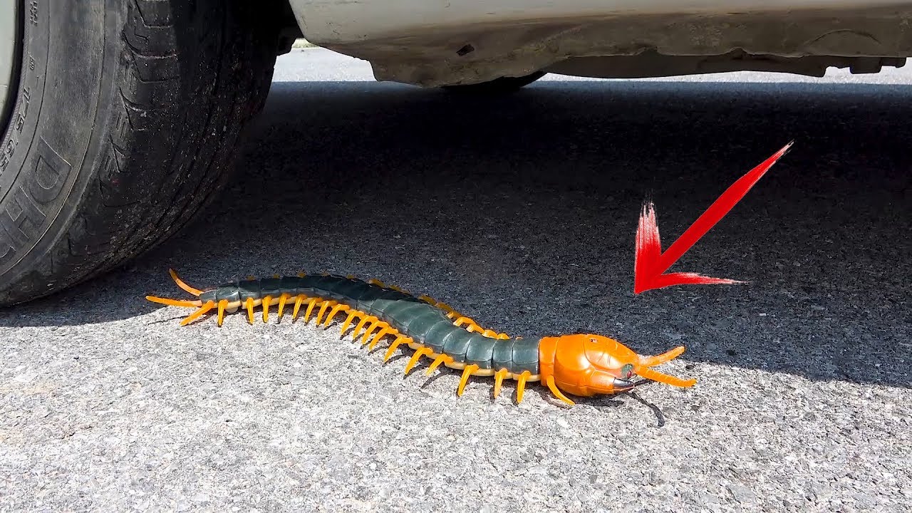 Crushing Crunchy & Soft Things by Car! EXPERIMENT CAR vs CENTIPEDE ...
