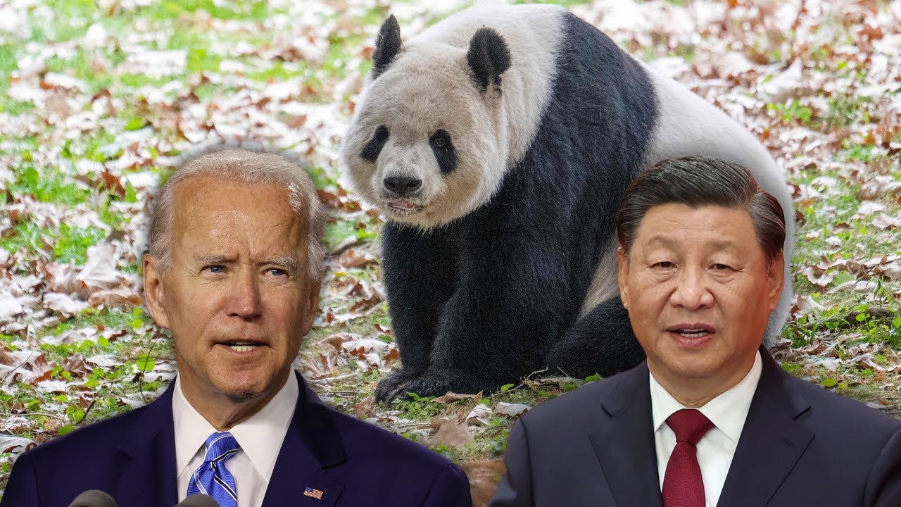 Panda Diplomacy: What the Departure of These Animals Means for the US ...