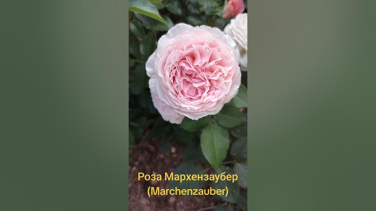 Роза Мархензаубер (Marchenzauber) - YouTube