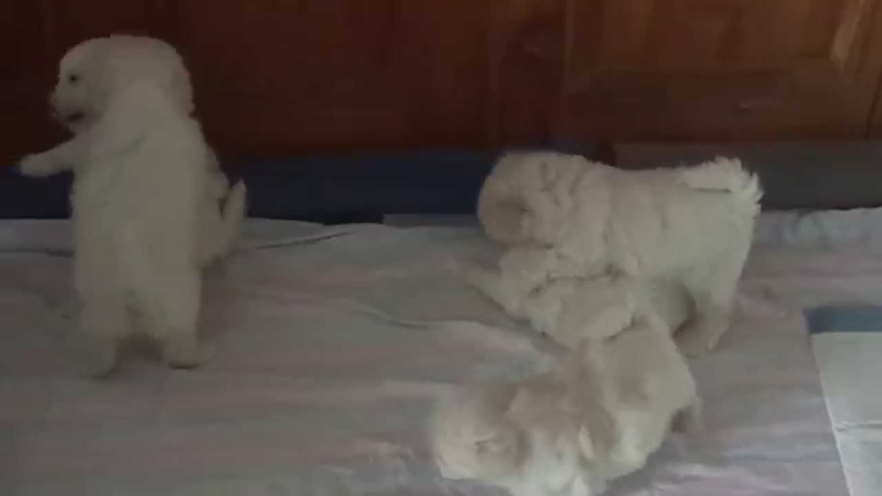 Hungarian White Rasta puli puppies "D" alom - YouTube