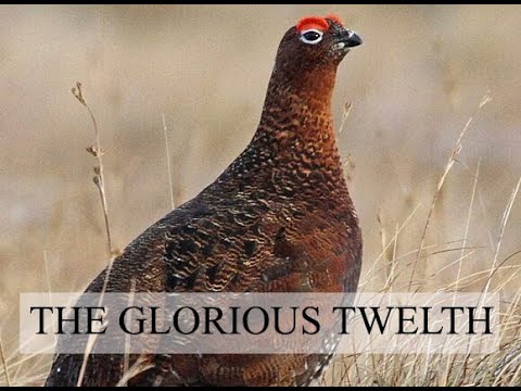 Ep 14 - THE GLORIOUS 12TH - YouTube