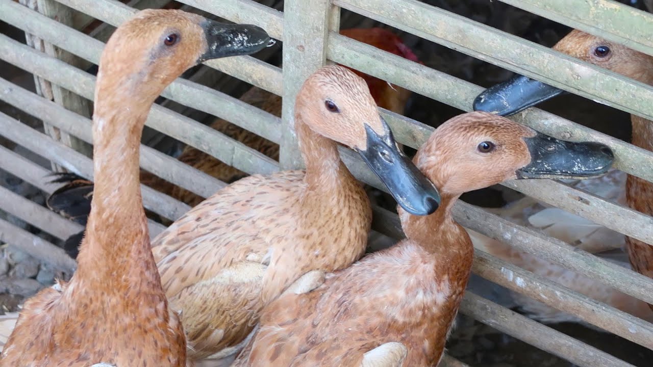 BEBEK BEBEK ENTOK ENTOG DIJUAL DI PASAR - YouTube