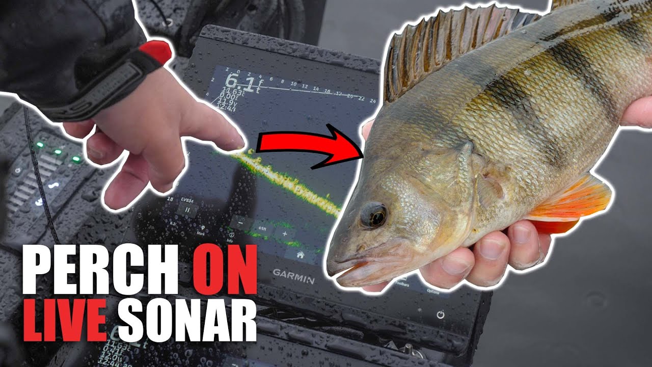Boat fishing for perch using live sonar | Drop shot fishing with ...