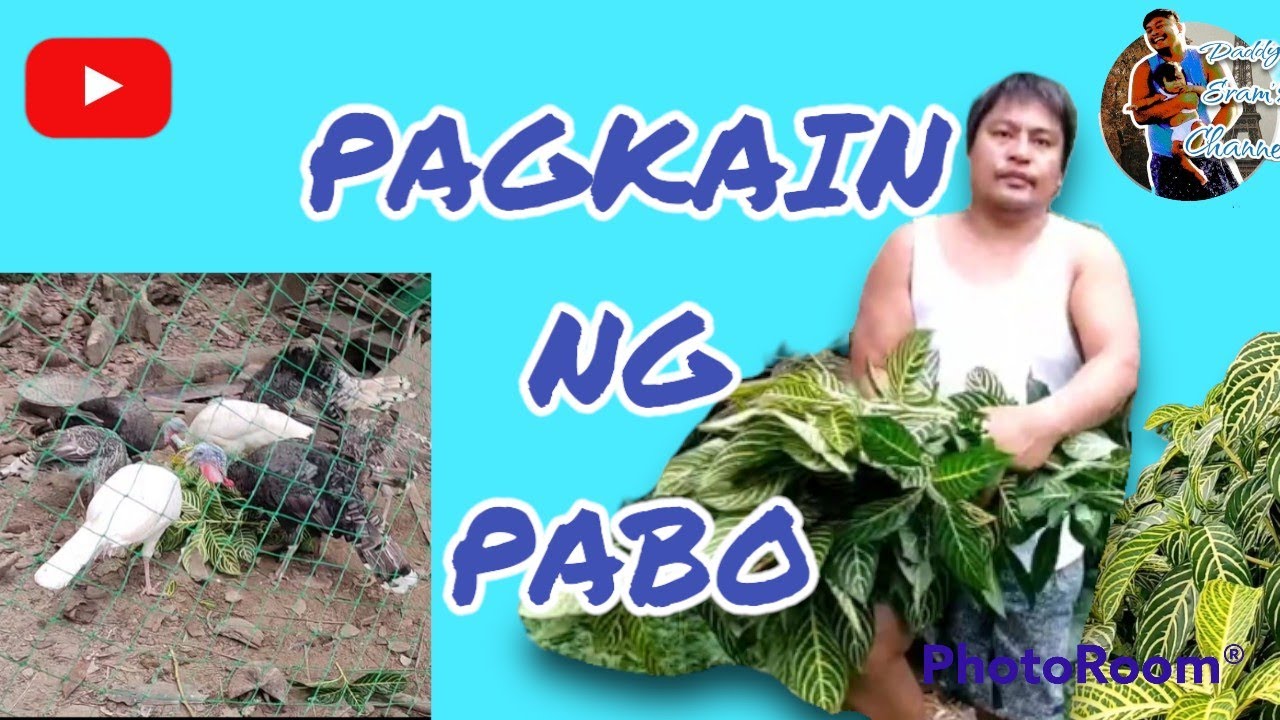PAGKAIN NG ALAGANG PABO - YouTube