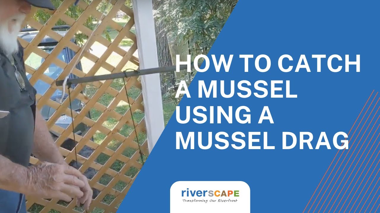 How to Catch a Mussel Using a Mussel Drag - YouTube