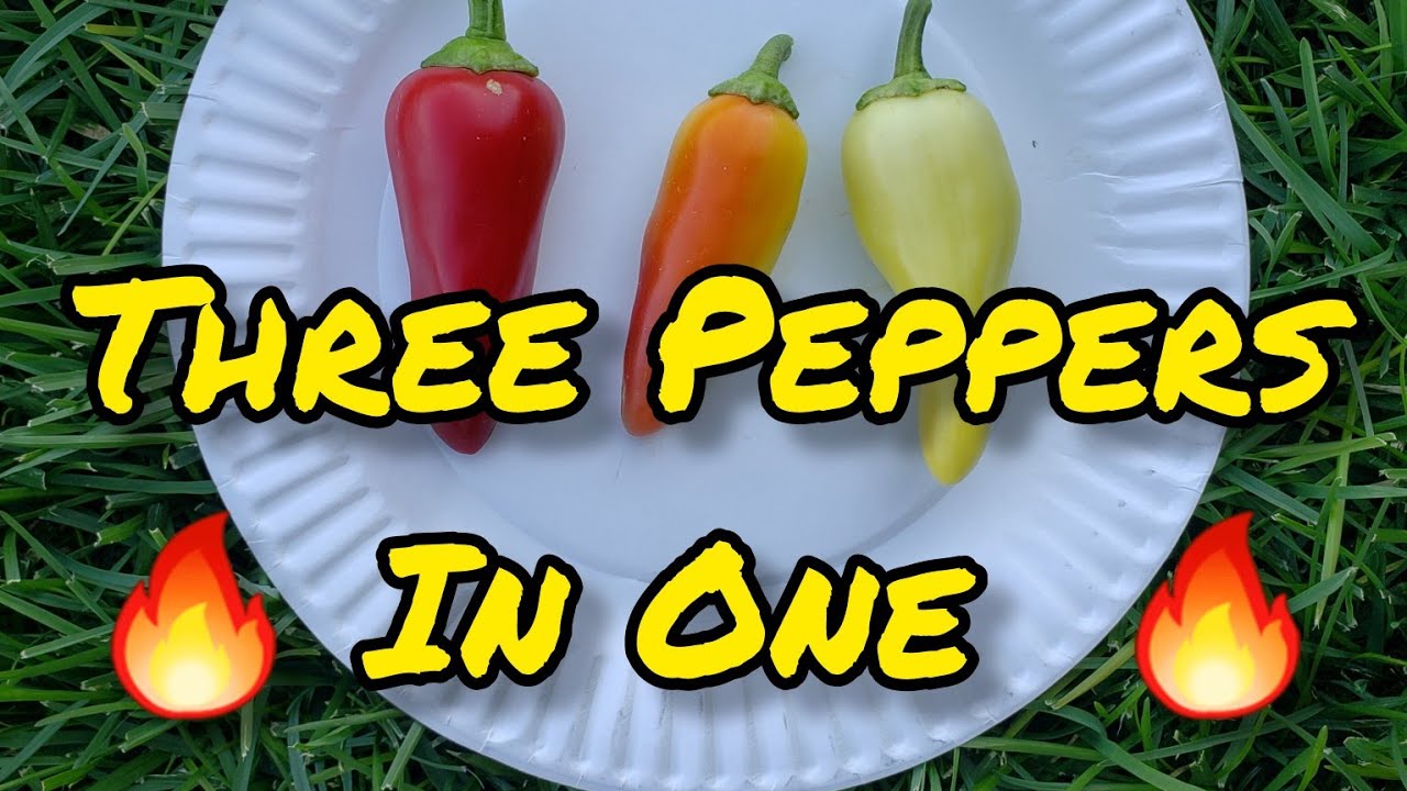 Spicy Pepper Review! Santa Fe Grande aka Güero Pepper! #hotpepper # ...