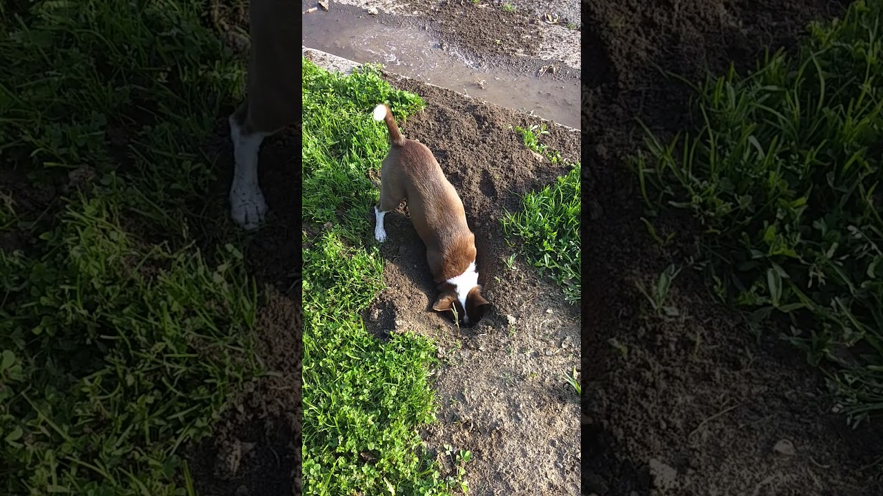 Crazier Gopher Hunt - YouTube