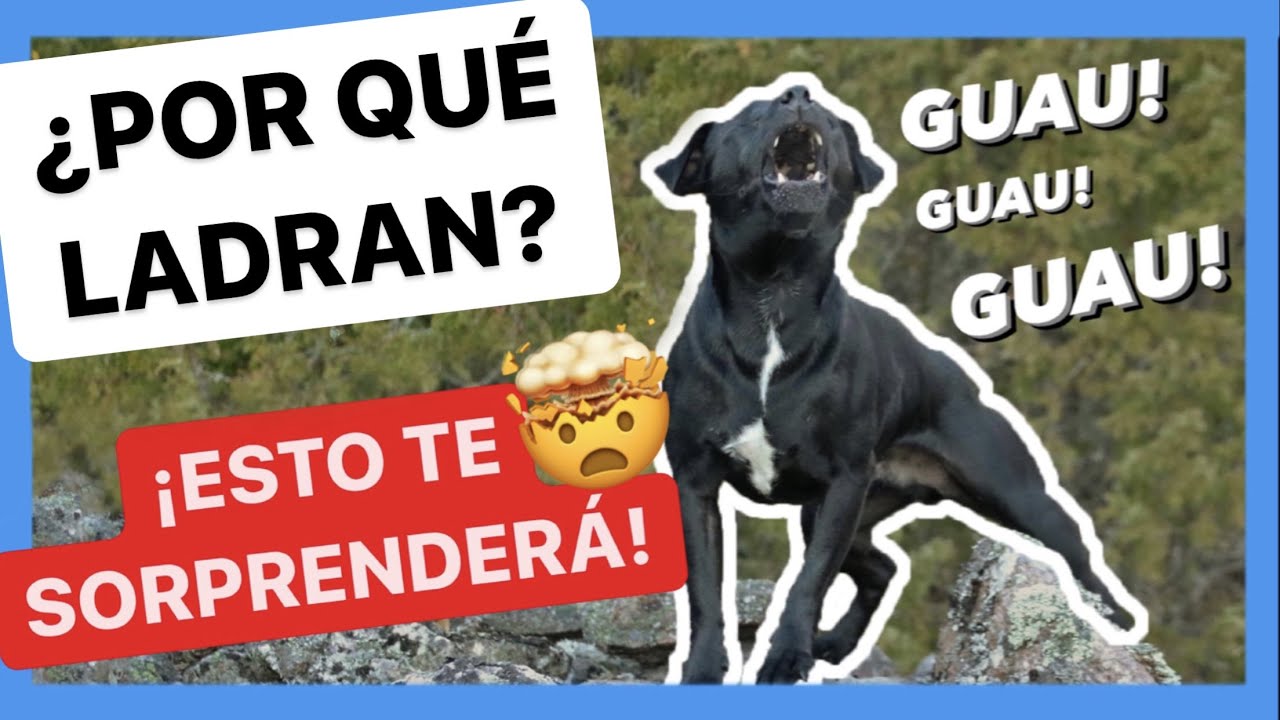 10 RAZONES POR LAS QUE LOS PERROS LADRAN 🐾 ¡IDENTIFICA SUS LADRIDOS ...