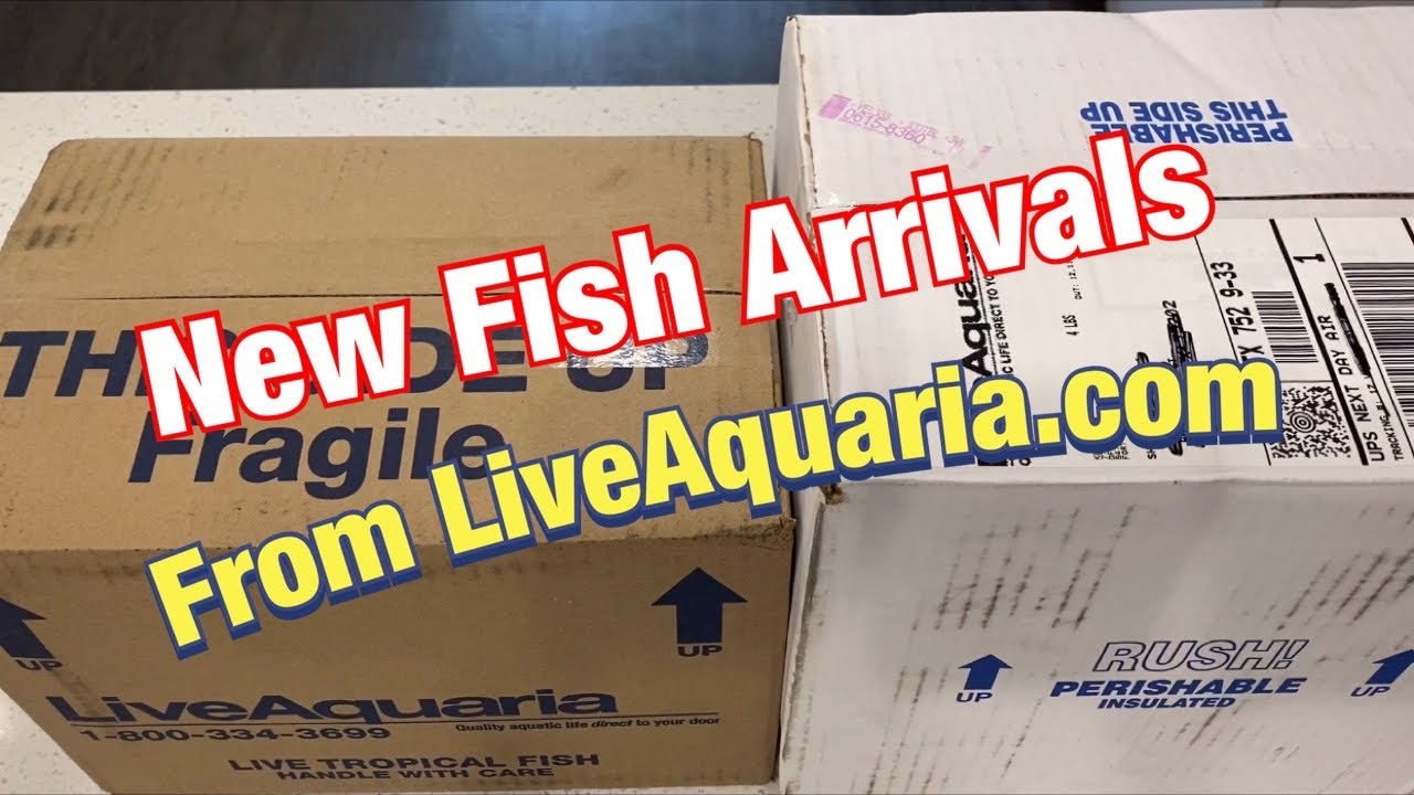 Waterbox AIO Nano Reef Tank Build | Ep. 30 | LiveAquaria Fish Arrivals ...