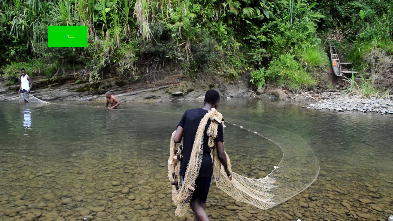 Pesca tribal de Bocachico con Chinchorro en Colombia - Parte I - YouTube