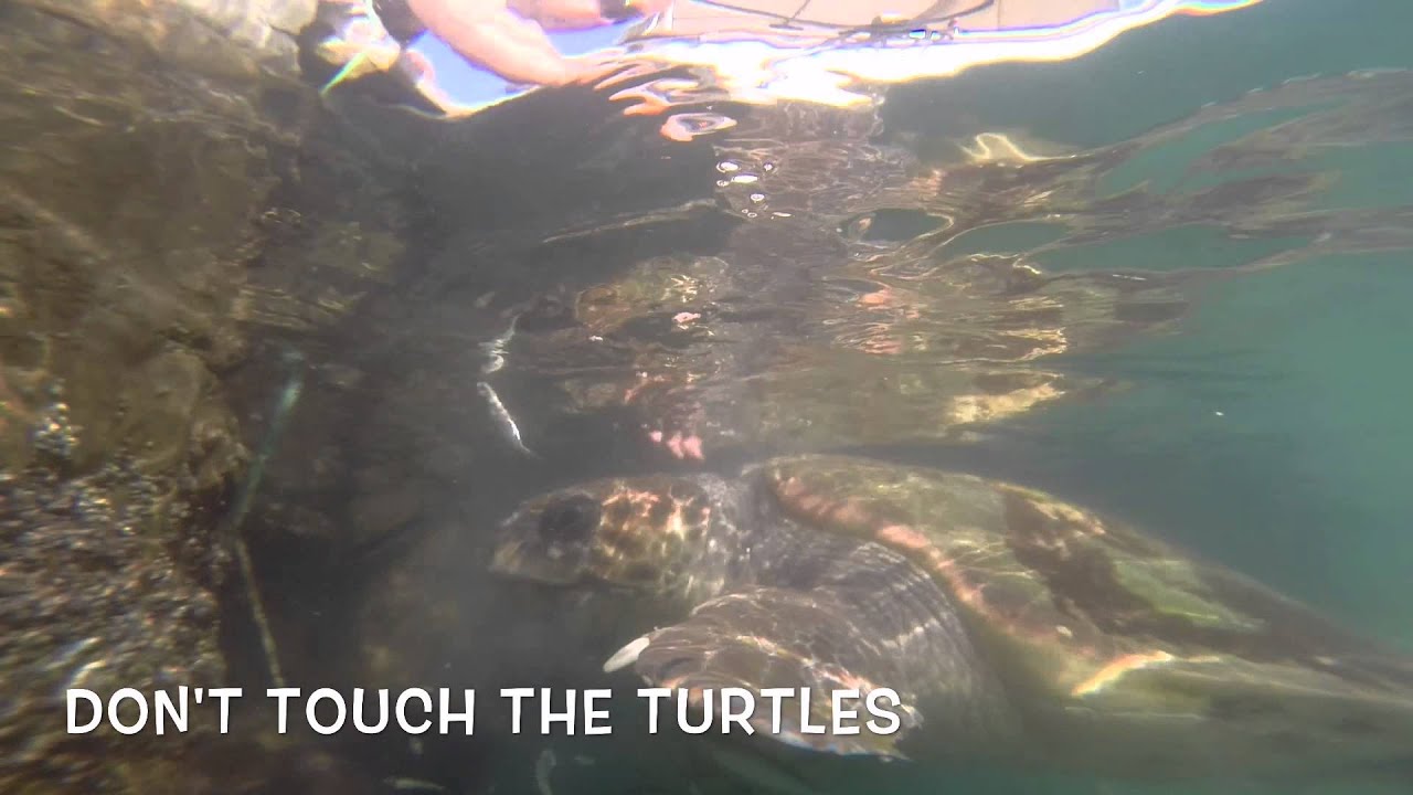 Turtles In Argostoli Kefalonia Sept 2015 - YouTube