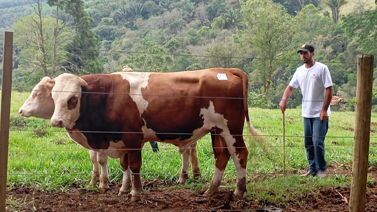 Dia de Campo na Fazenda Santa Maria - Simental Schwanfer - YouTube