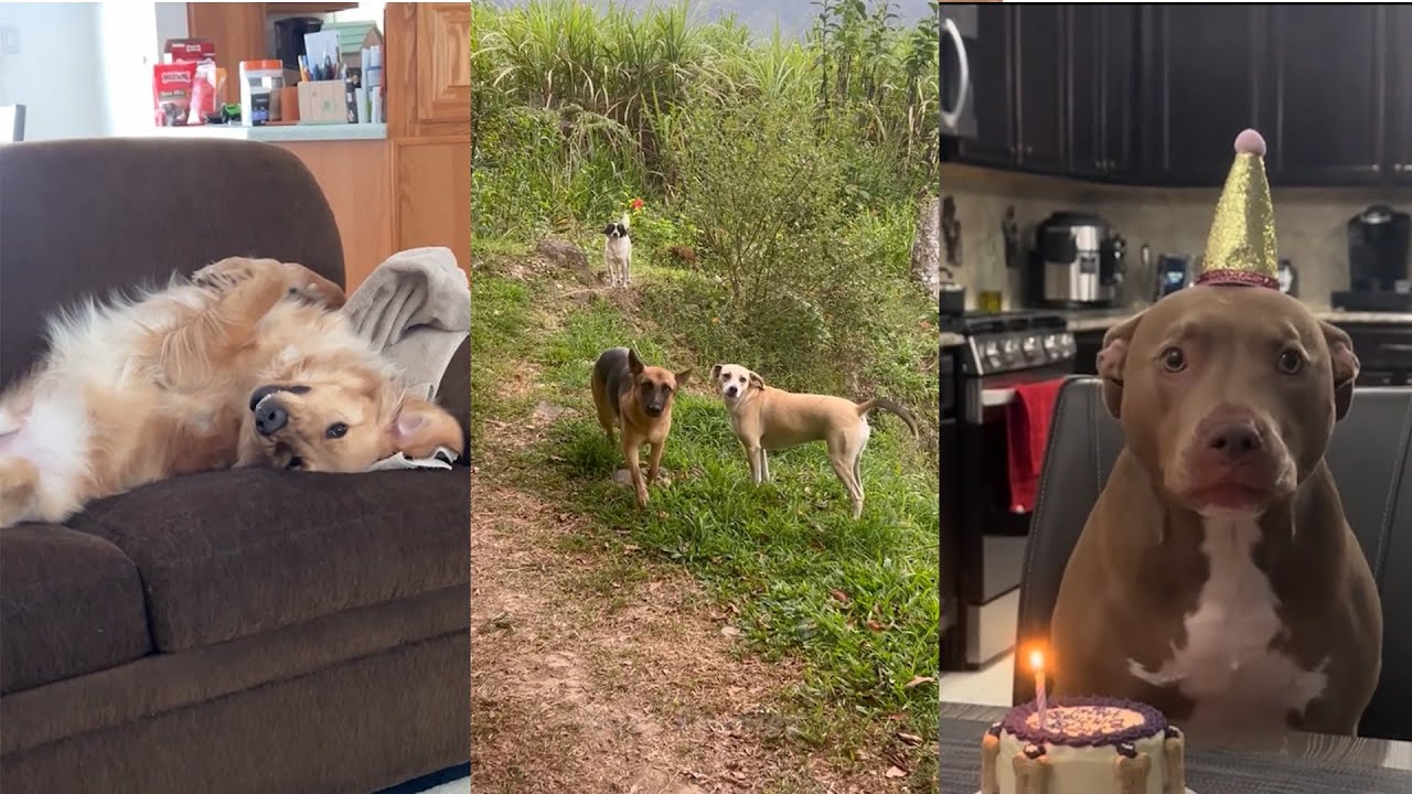 I dare you not to laugh at these funny dogs - YouTube