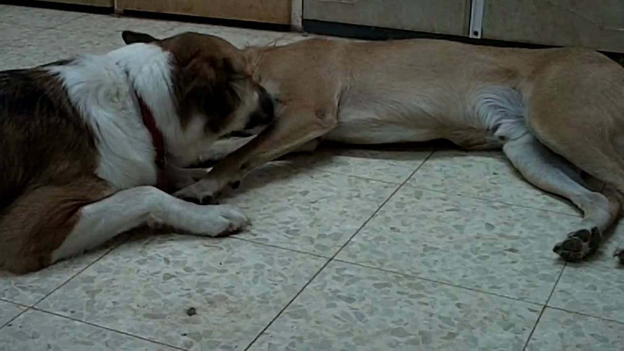 Dogs Licking Their Feet YouTube dogs-licking-their-feet-youtube