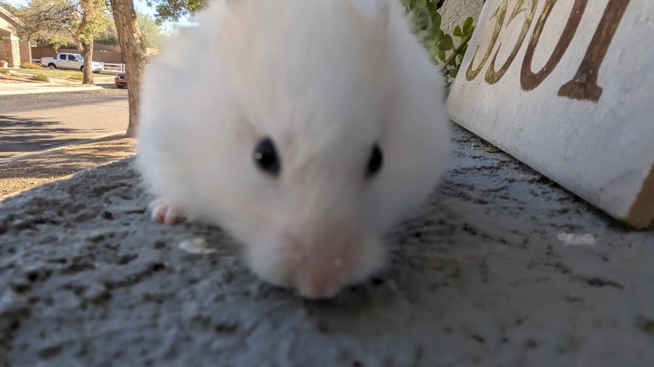 My hamster wanted a video of her? - YouTube