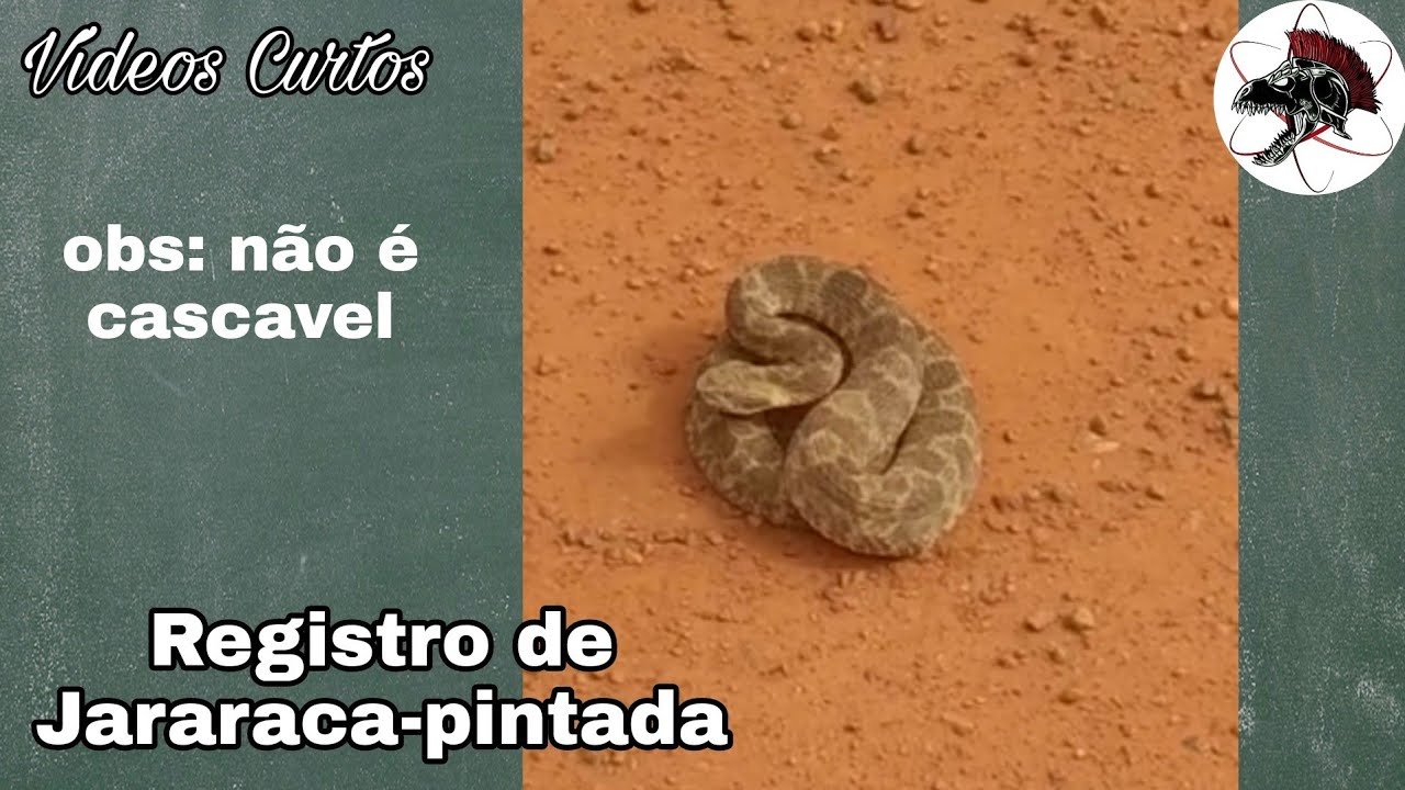 Jararaca-pintada Bothrops lutzi | Shorts | Biólogo Henrique - YouTube