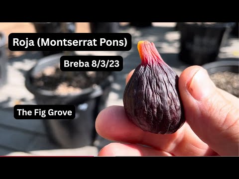 ROJA (MP) - First Breba Fig - is the Breba that is highly valued on the ...