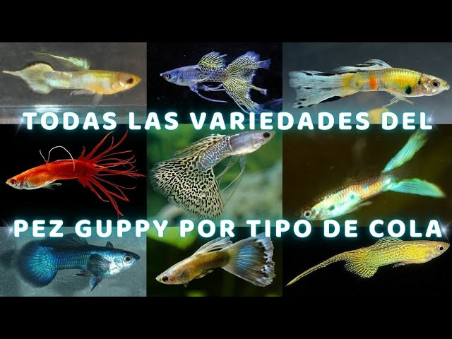 Razas Y Colores De Guppy TIPOS DE GUPPYS Todas La Variedades De